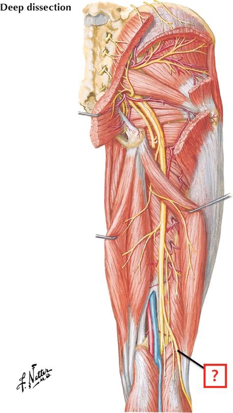 Posterior Thigh Nerves