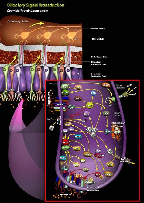 Biological Databases And Tools