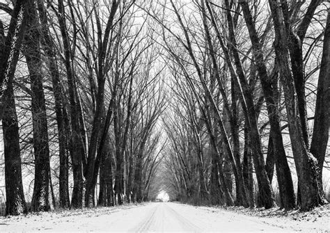 Reproduction Limited Edition Premium Range Trees Poster Home Wall Art Size A2 420mm X 594mm