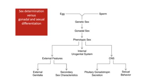 Embryogenesis And Development Of The Reproductive System W Prof Roepke Lecture And