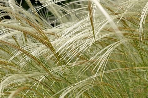 Stipa Barbata Silver Feather Seeds £395 From Chiltern Seeds