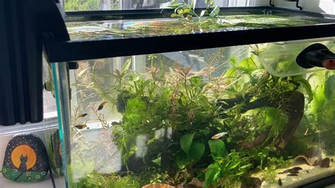 Former Failed Iteration Of My Windowsill Tank In Its Prime Rplantedtank