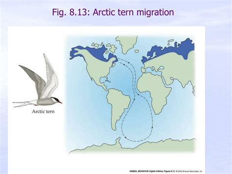 Ppt Spermaceti Organ 2 Migration Powerpoint Presentation Free