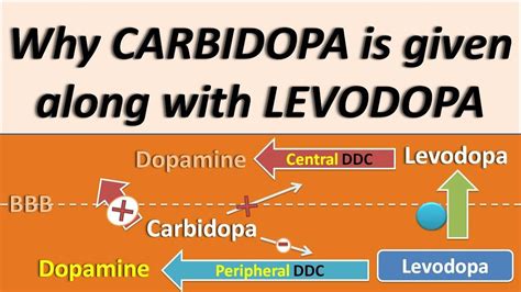Levodopa To Dopamine