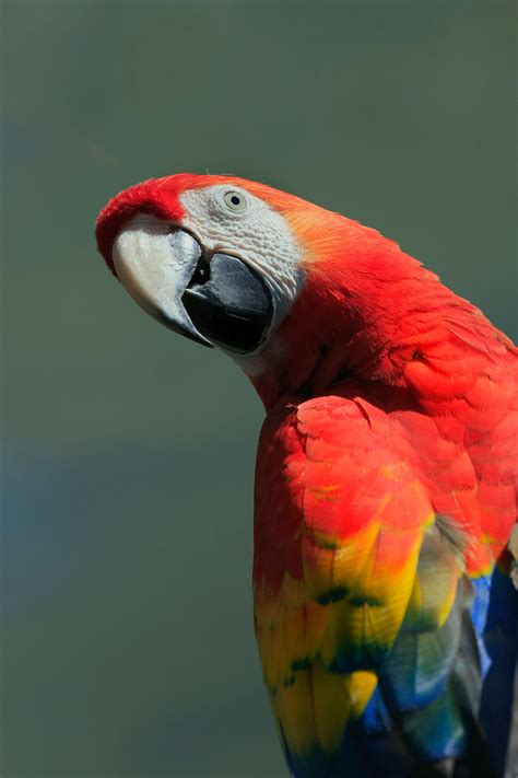 Building An Ai Agent Fed With Db Data Using Langchain Gpt 4 🦜 By Daniel Hernandez Python