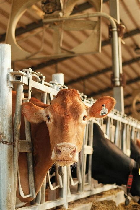 Control Microbial Activity While Extending Shelf Life With Oxine — Key