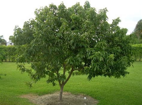 How To Get Lychee Tree To Give Fruit