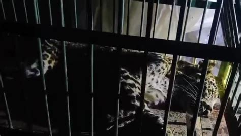 Highlight खंडहर में फंसे गुलदार को वन विभाग की टीम ने किया रेस्क्यू कड़ी मशक्कत के बाद पिंजरे