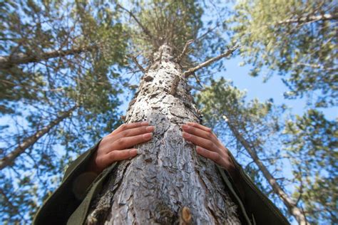 Tree Hugging Scientifically Proven To Improve Your Health The Soul Medic