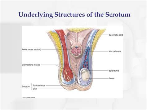 Functional Anatomy Of Male Reproduction Flashcards Quizlet