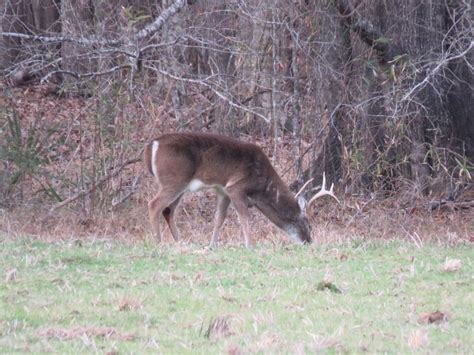 Kevin Mckinstry On Linkedin Deerhunting Conservation