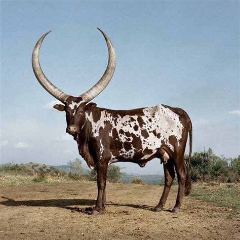 Ankole Watusi Horns