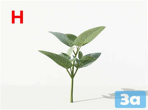 Tree Sketchup Model 3d Library