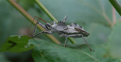 What That Weird Bug In Your Florida Yard Actually Is