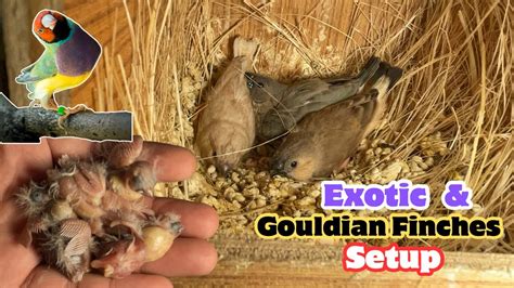 Exotic And Gouldian Finches Breeding Progress Season 2024 25 Youtube