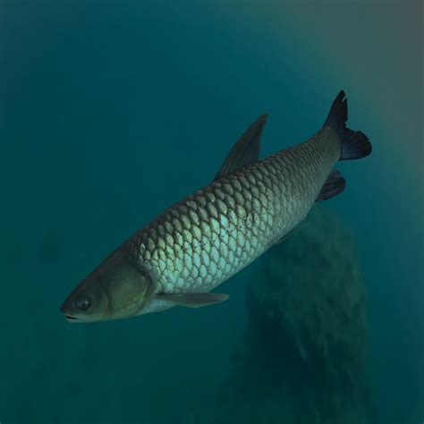 Grass Carp Ctenopharyngodon Idella Max