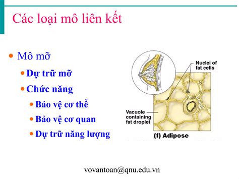 Cac Loai Mo Dong Vat Ppt