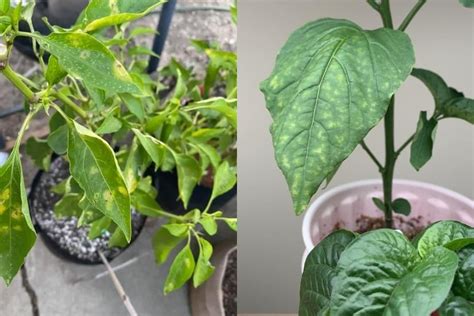 Green Chilli Plant Leaf