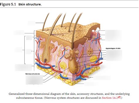 Skin Structure NRF Nervous Structures Diagram Quizlet