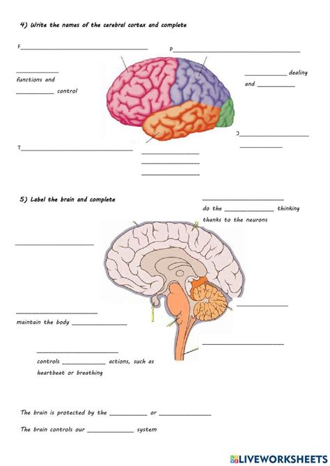 5 Ccnn Online Exam Cell Brain Cerebral Cortex Online Exercise For