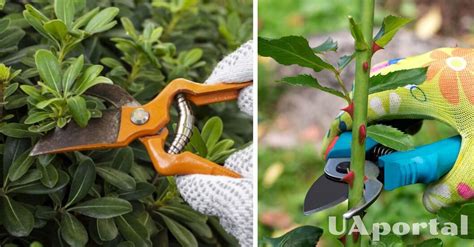 Які рослини треба обрізати в кінці травня поради досвідчених садівників