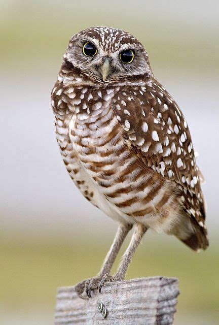 Florida Burrowing Owl On Post