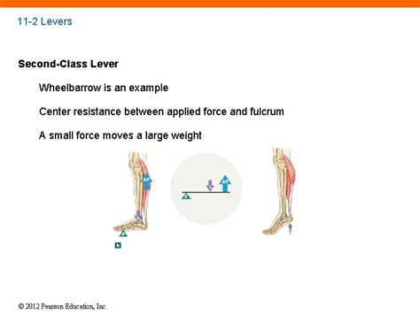 11 The Muscular System Power Point Lecture Presentations