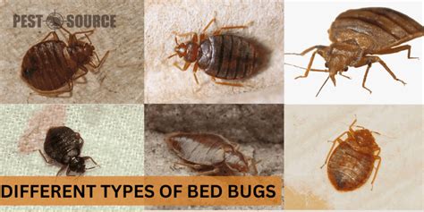 What Are The Different Types Of Bed Bugs Pest Source