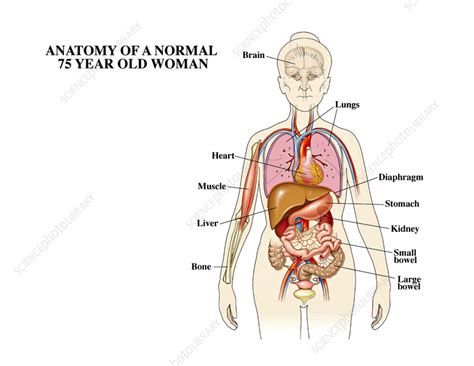 Human Female Body Parts Diagram