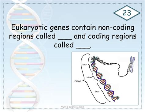 Dna And Protein Synthesis Task Cards Ppt Download