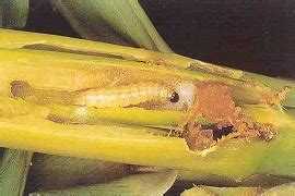 アワノメイガトウモロコシ害虫野菜の害虫対策の極意