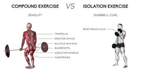 Compound V Isolation Exercises Xs Fitness