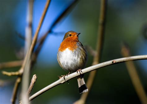 Conservation Ranger Volunteer Experience Visitscotland