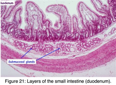 Histology Small Intestinal Crypts Histology Small Intestine