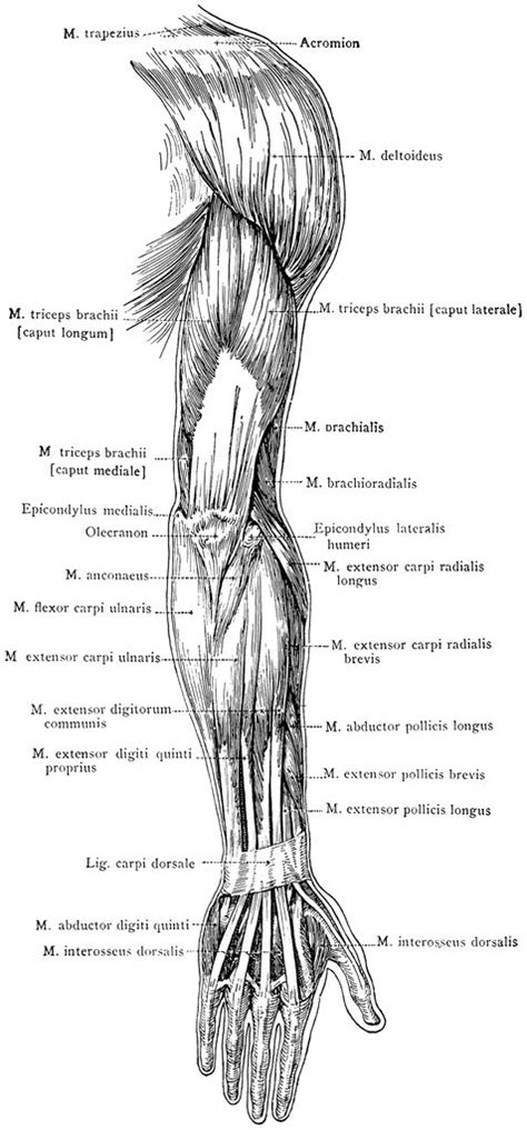 Label Muscles Of The Arms Key Extensors