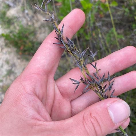 Lepidosperma Filiforme Common Rapier Sedge Naturemapr Australia