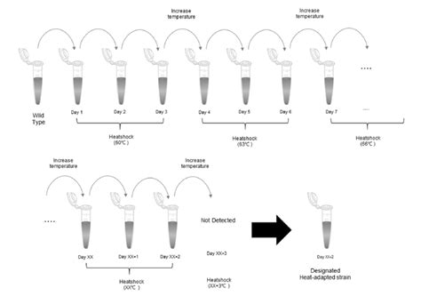 Procedure For Heat Adaptation Experiment Temperatures Was Gradually