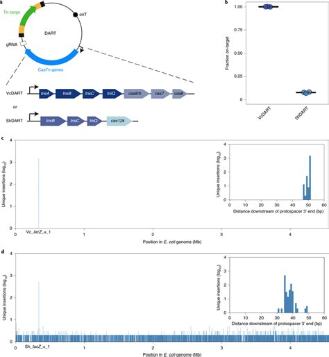 benchmarking all in one conjugative targeted editing vectors a