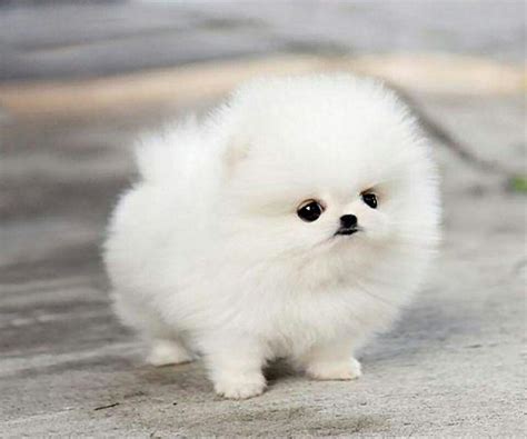 Pin By Mia Henkel On Cuki Cute Fluffy Dogs Cute Animals Fluffy Animals