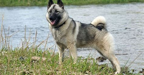 Norwegian Elkhound German Shepherd Wolf Mix