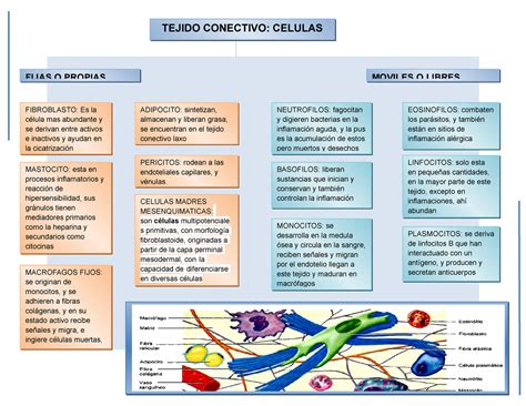 Mapa Conceptual Del Tejido Conjuntivo Fosfolipasa Udocz Porn Sex Picture