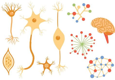 Neuron Vector At Collection Of Neuron Vector Free For Personal Use