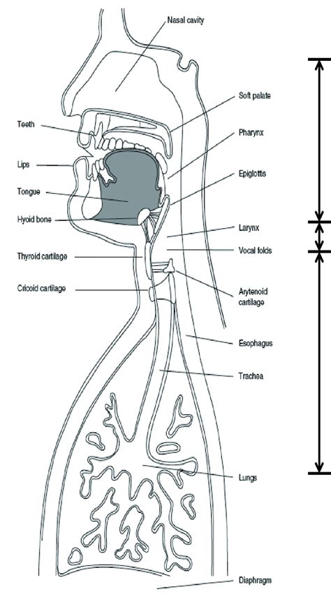 1 Schematic Representation Of The Three Components Of The Speech Download Scientific Diagram