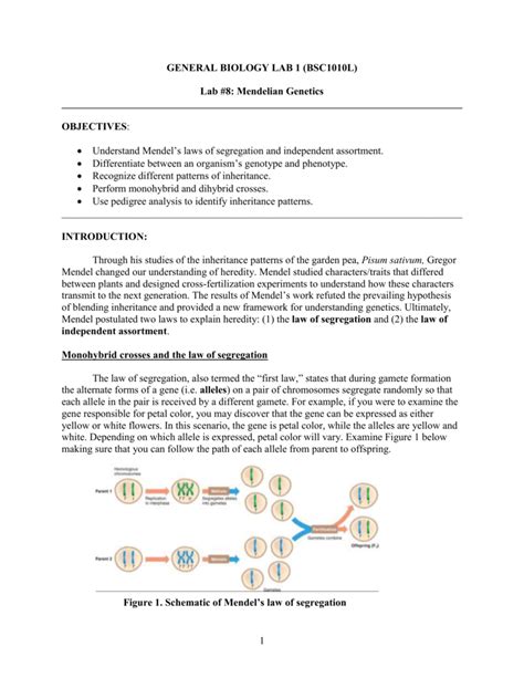 Lab 6 Mendelian Genetics