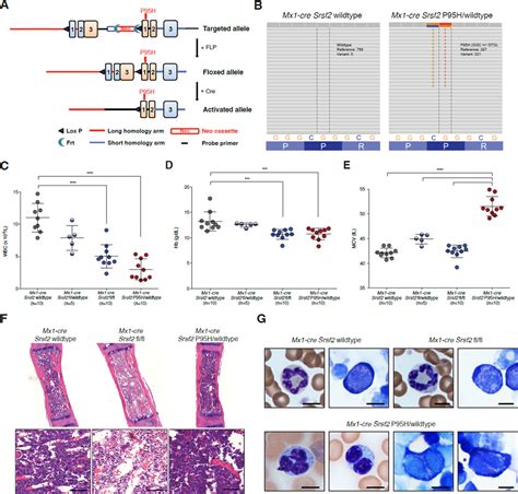 Srsf2 Mutations Contribute To Myelodysplasia Through Mutant Specific Effects On Exon Recognition