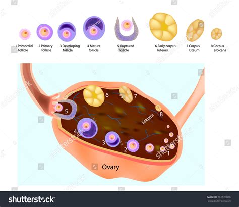 Maturation Dun Follicule Diagramme De La Image Vectorielle De Stock