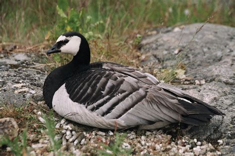 Barnacle Goose Migratory Arctic Tundra Britannica