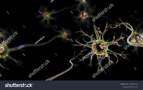 Neuronal Synapse Activity Illustration Neurons Head Stock Illustration 2140903733 Shutterstock