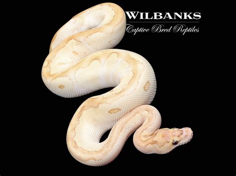 Banana Butter Clown Ball Python By Wilbanks Captive Bred Reptiles