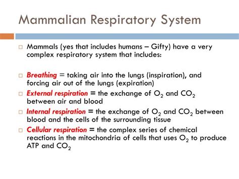 PPT The Mammalian Respiratory System PowerPoint Presentation ID 1921497